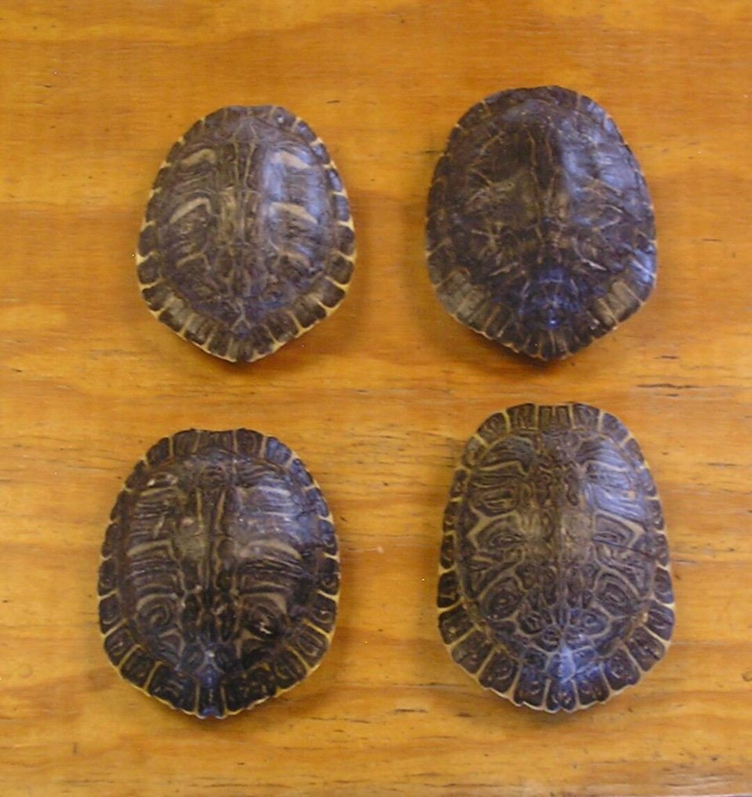 4 - 6" Red Ear Slider Turtle Shells - Etsy