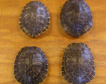 4 #2 - 6" Red Ear Slider Turtle Shells - Etsy