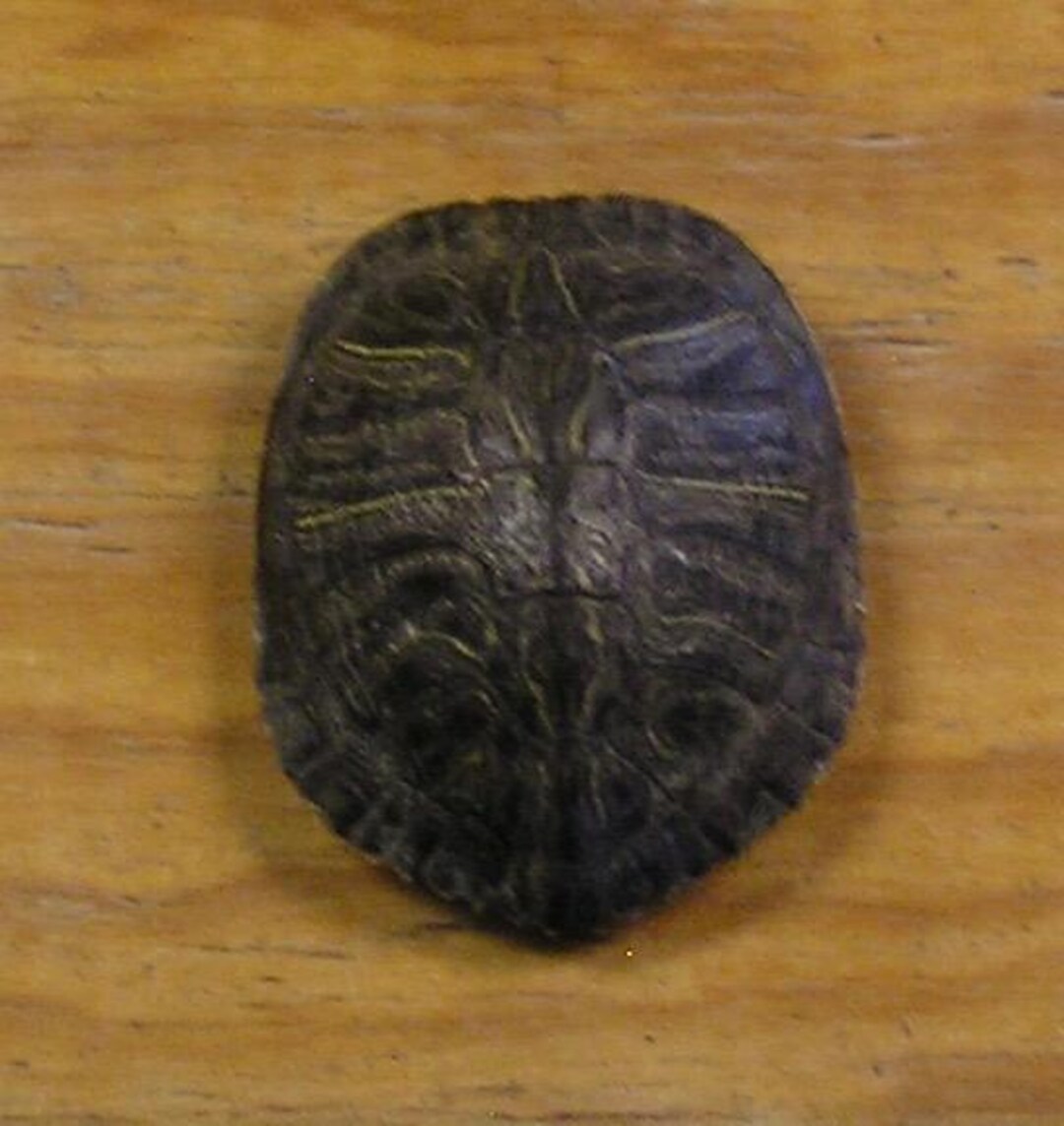6" Red Ear Slider Turtle Shell - Etsy