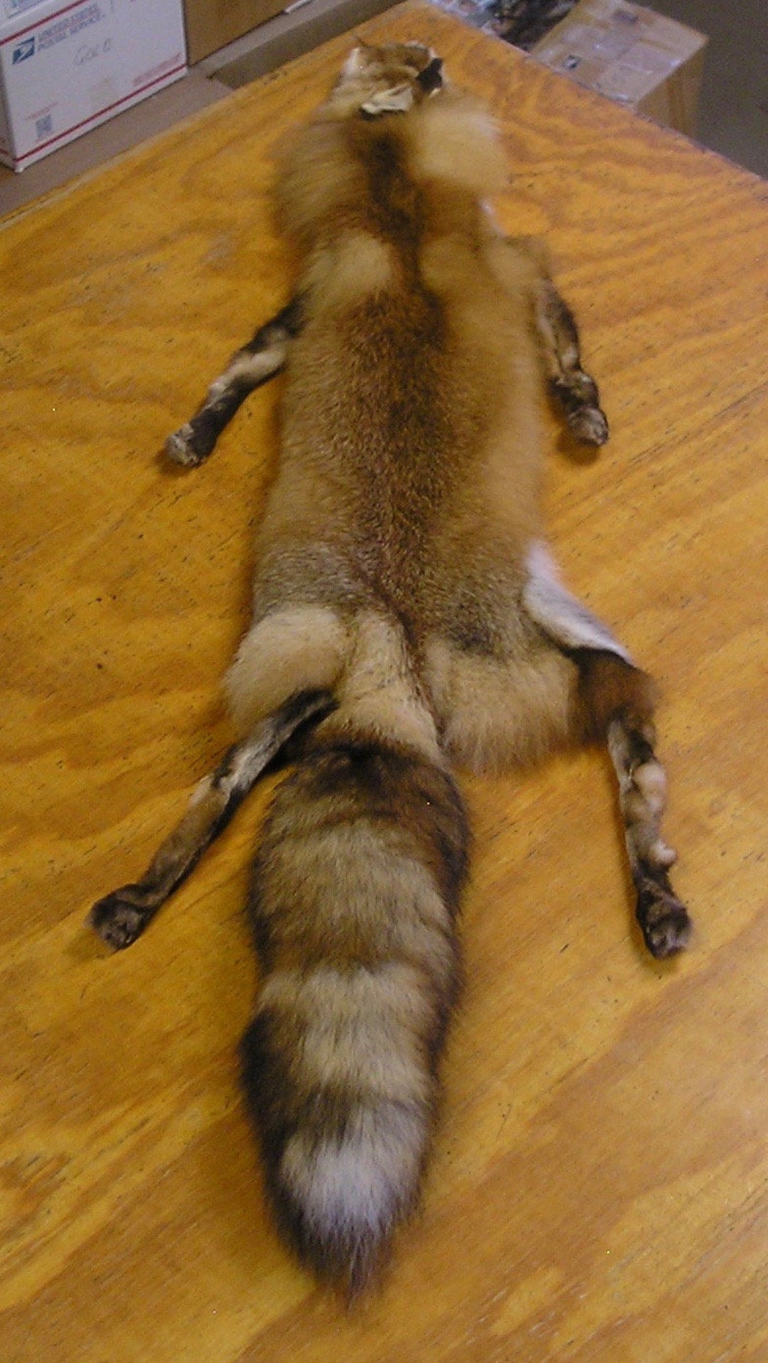 Large Red Fox Skin for Native American Ceremonies With Feet & Claws - Etsy