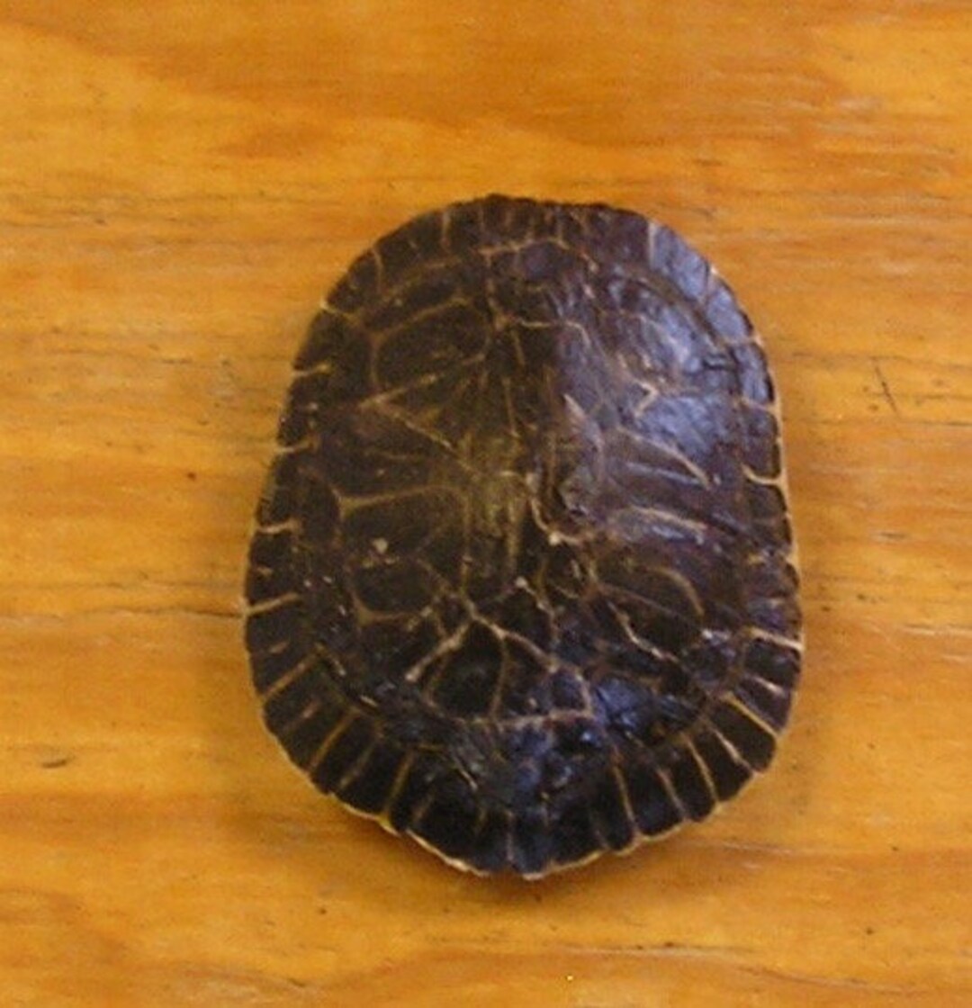 5 River Cooter Turtle Shell - Etsy