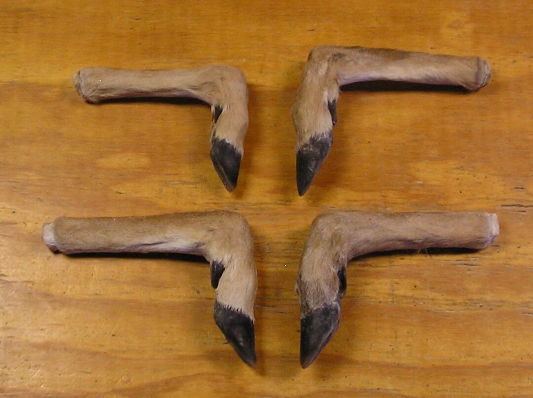 4 Preserved Bent Deer Legs - Etsy
