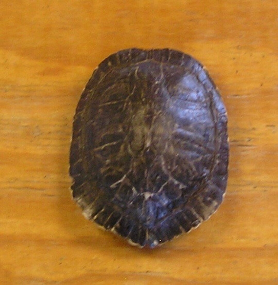 6" River Cooter Turtle Shell - Etsy