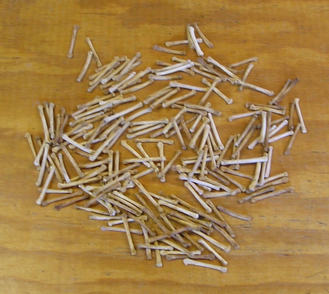 200 Coyote Foot Bones for Native American Ceremonies - Etsy
