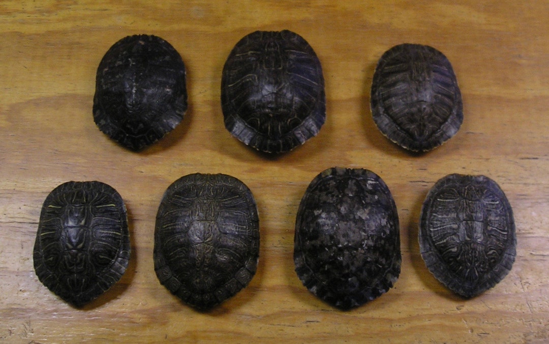 7 - 6" Red Ear Slider Turtle Shells - Etsy