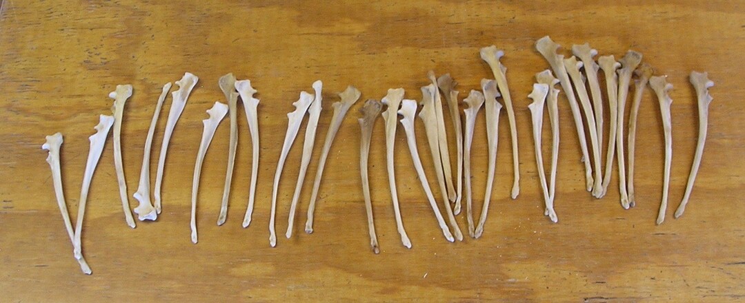 30 Coyote Leg Bones - Etsy