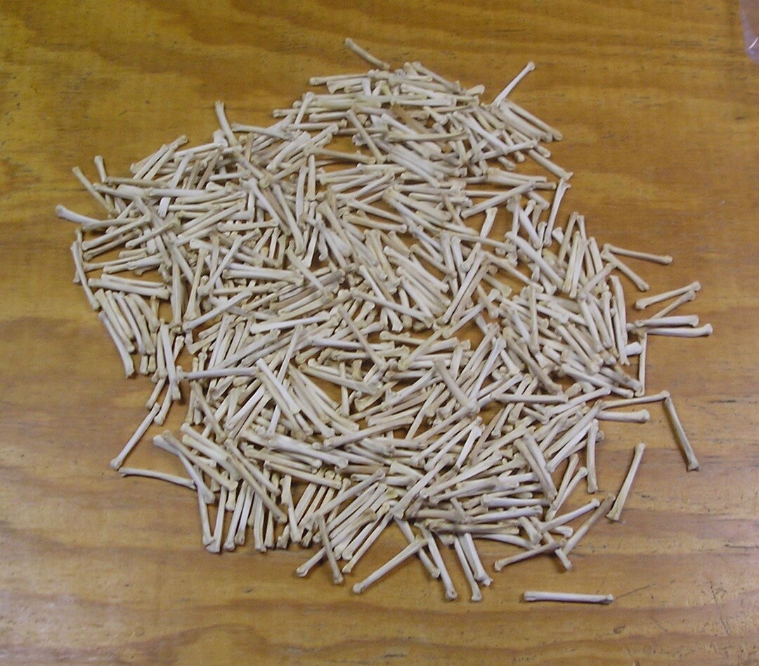 550 Coyote Foot Bones for Native American Ceremonies - Etsy