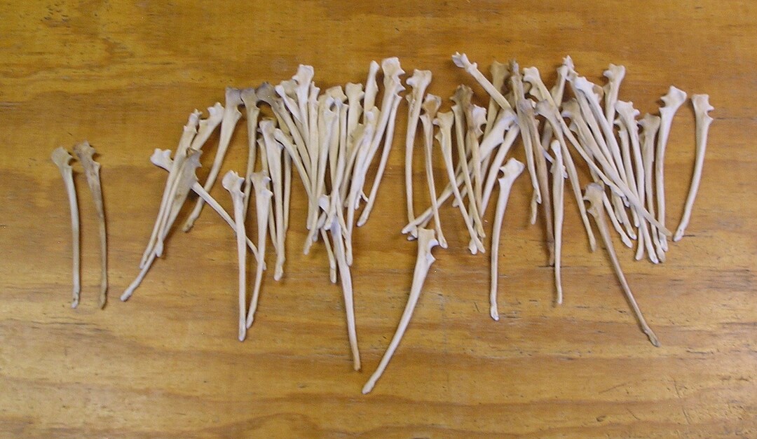 60 Coyote Leg Bones for Native American Ceremonies - Etsy