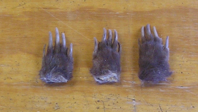 Home Décor Taxidermy & Curiosities 2 Preserved Front Badger Paws etna ...