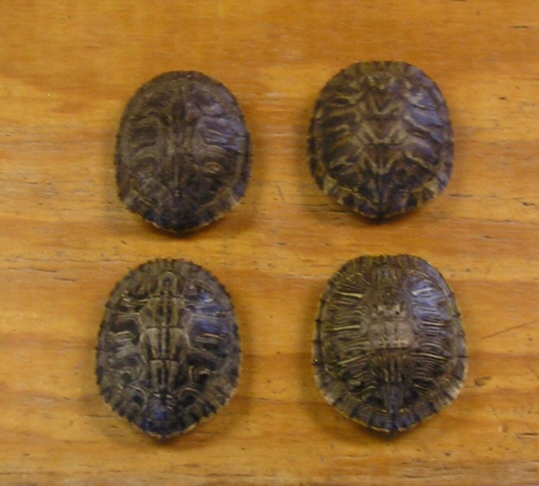 4 - 4" Red Ear Slider Turtle Shells - Etsy