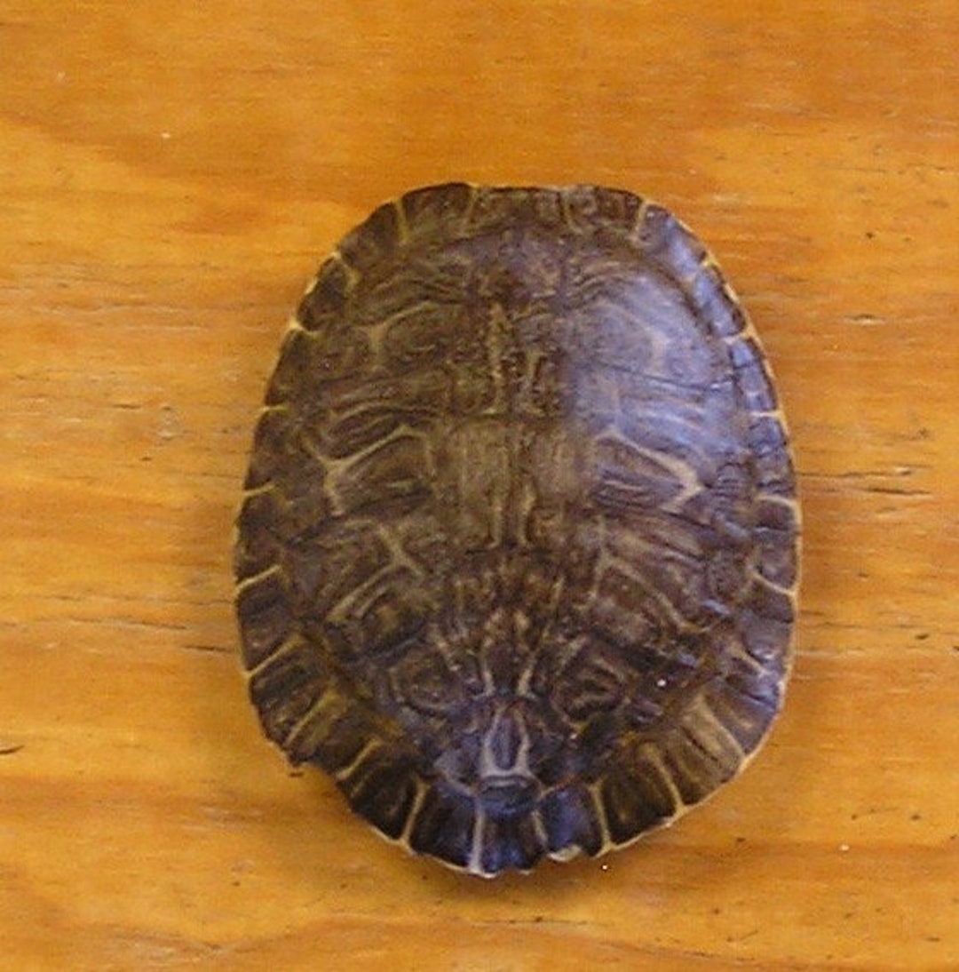 Large 7 River Cooter Turtle Shell - Etsy