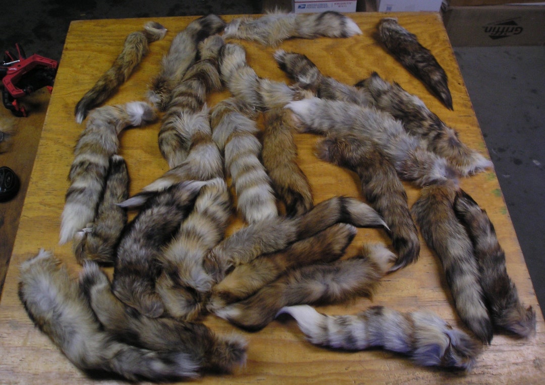 25 Red Fox Tails for Native American Ceremonies - Etsy