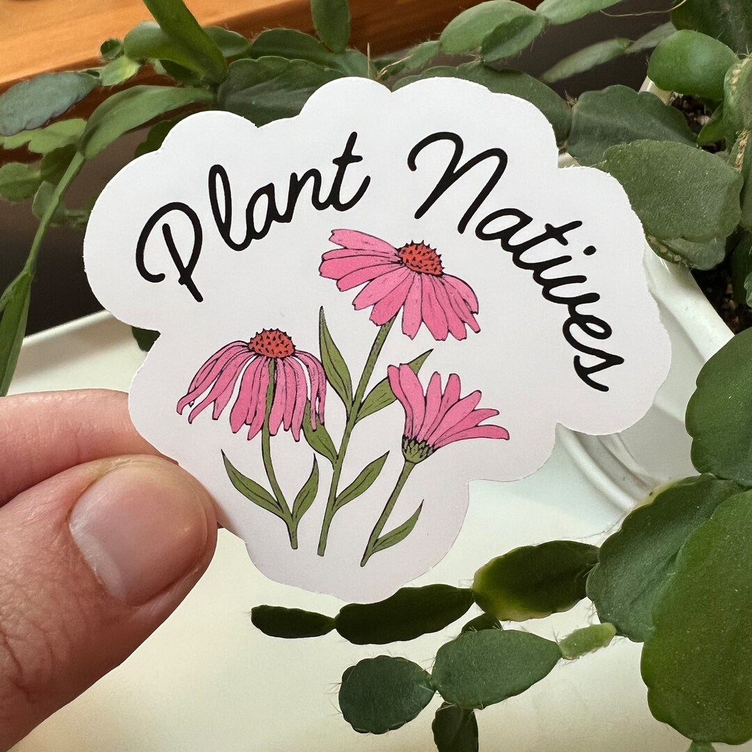 Plant Natives Echinacea Cone Flower Die Cut Matte Sticker | Pollinators ...