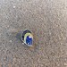 Seashell Pin | Enamel Pin | Hard Enamel | Shell | Ocean | 1.125 - Etsy