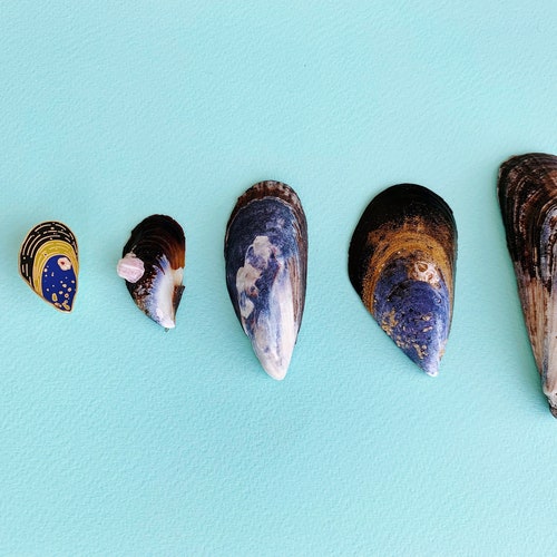 Seashell Pin Enamel Pin Hard Enamel Shell Ocean - Etsy