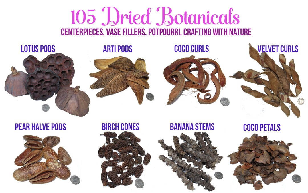 CRAFTING WITH NATURE: 105-piece Box of Lotus and Arti Pods, Coco Curls ...