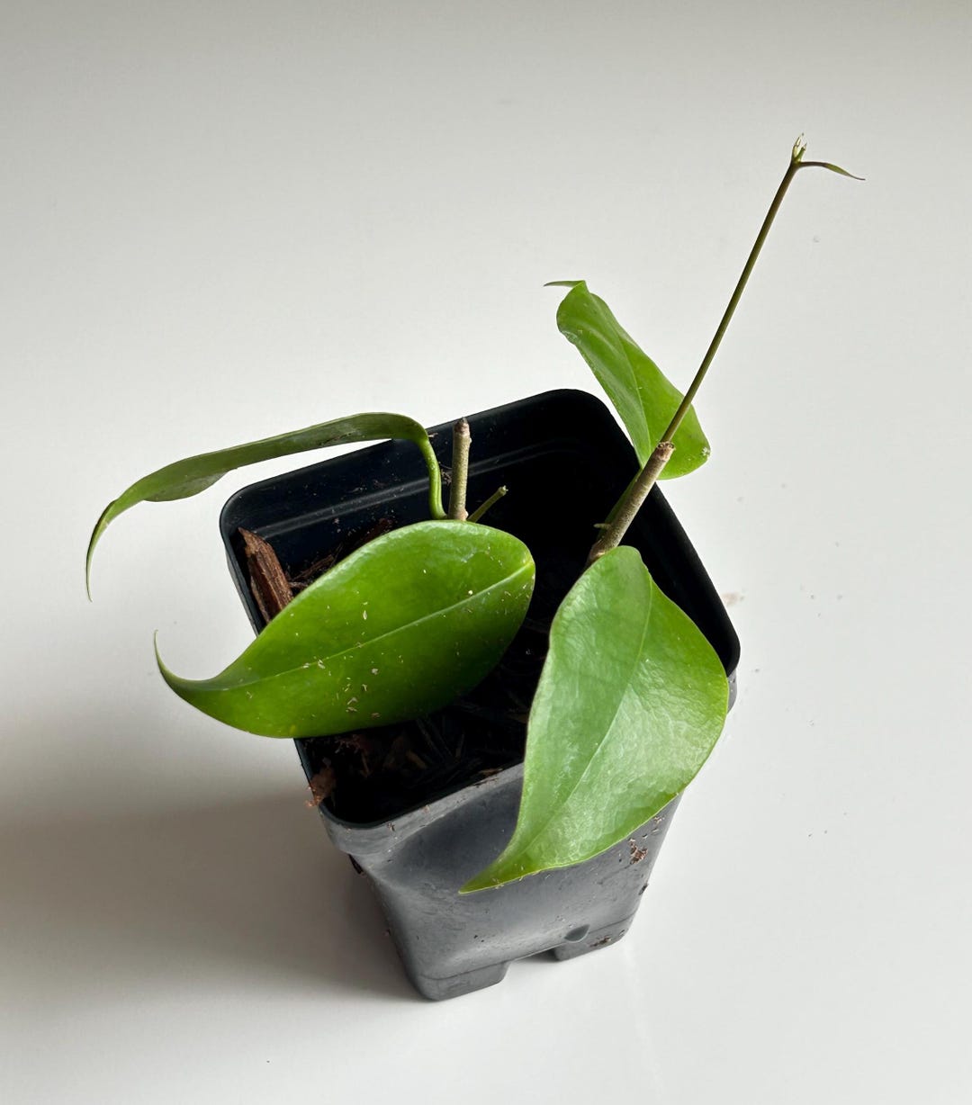 Hoya Paziae Rooted 2.5 Square Pot Actual Photos - Etsy