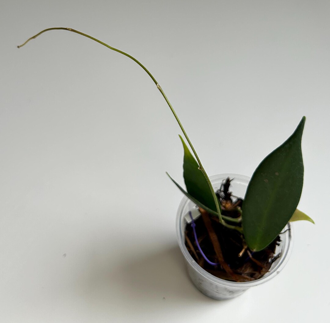 Hoya Patella White Flower Rooted Actual Plant Photos - Etsy