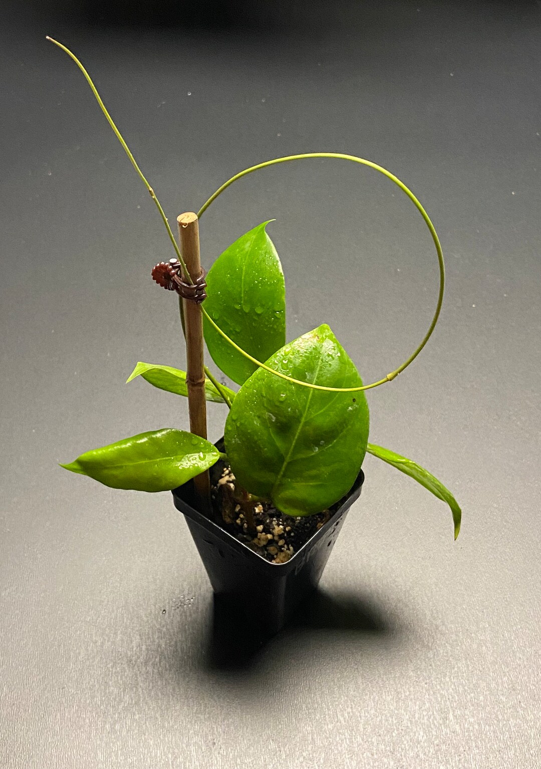 Hoya BP-05 nervosa Rare 4 Pot Fully Rooted Actual - Etsy