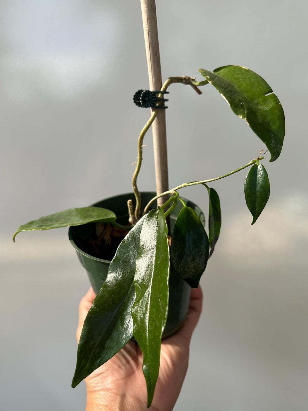 Hoya Macgillivrayi (big Red Flower) - 4" Pot - Rooted - Actual Photos ...