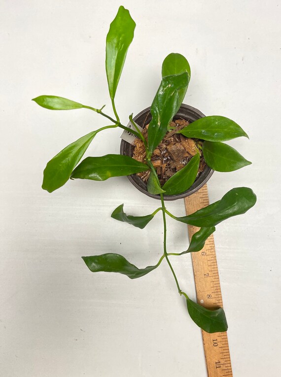 Hoya Rosarioae Fast Grower and Easy Growing Hoya Actual - Etsy