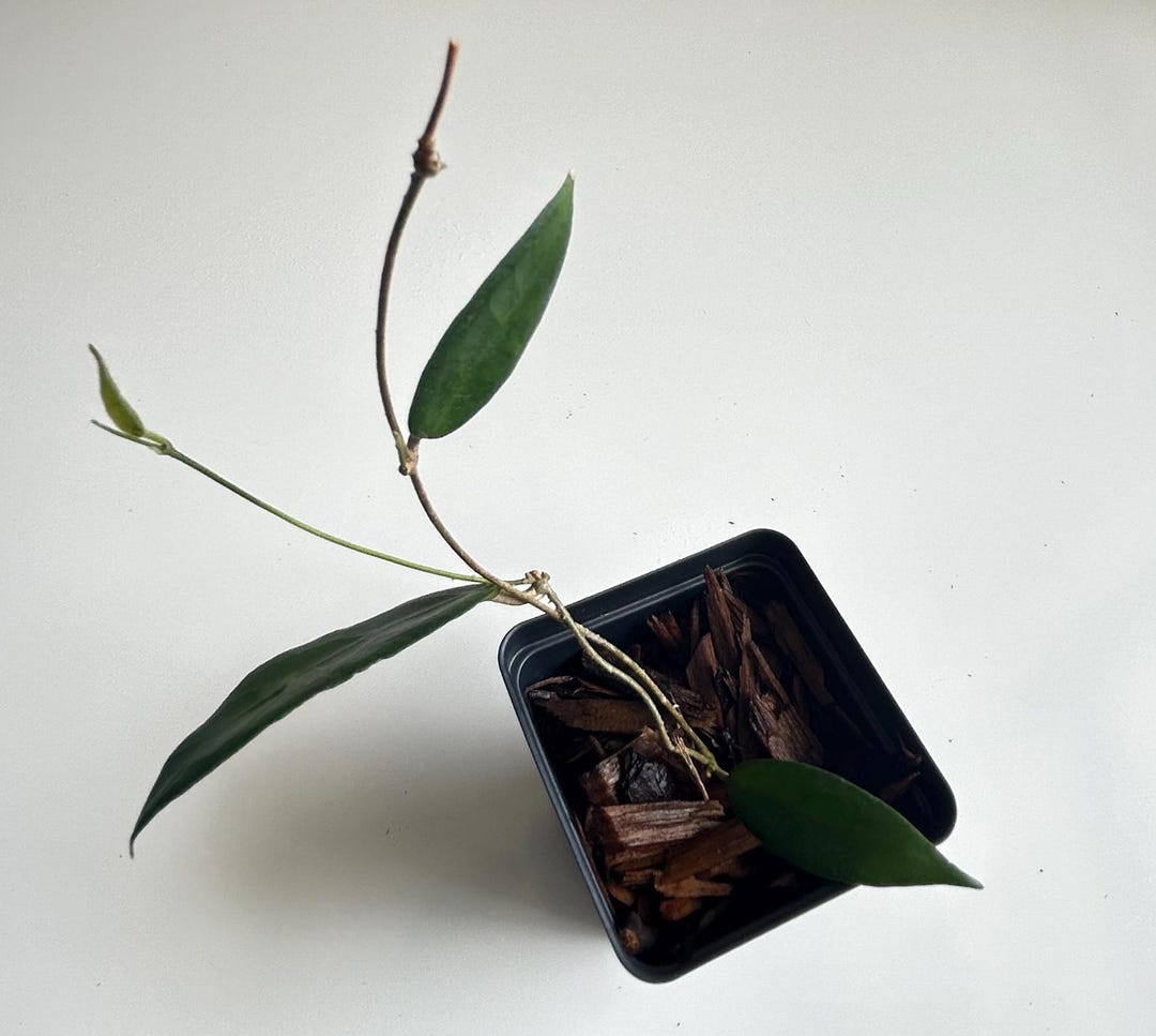 Hoya Patella Light Pink Flowers 2.5 Pot Rooted Actual Plant Photos - Etsy