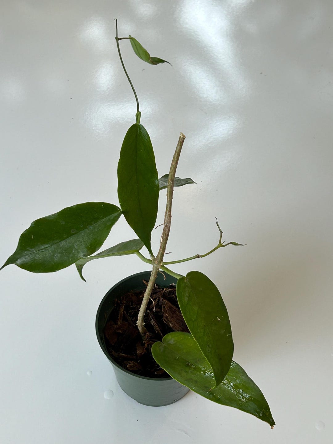 Hoya Macgillivrayi big Red Flower Rooted 4 Pot Actual Photos - Etsy