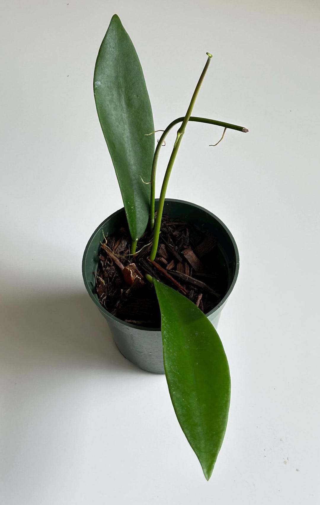 Hoya Meliflua Ssp. Fraterna Large Leaves 4 Pot Rooted Actual Photos - Etsy
