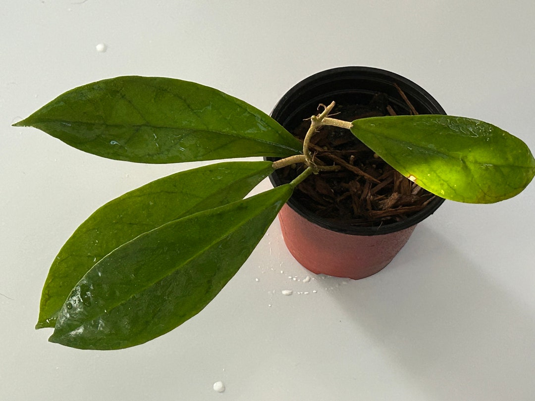 Hoya Cv. Tim Fully Rooted 4 Pot Actual Photos - Etsy
