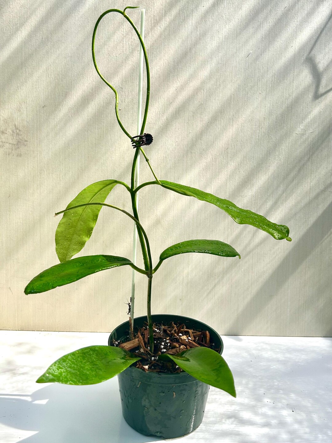 Hoya Meliflua (ssp. Fraterna) - Live Houseplant | Climbing Wax Plant ...
