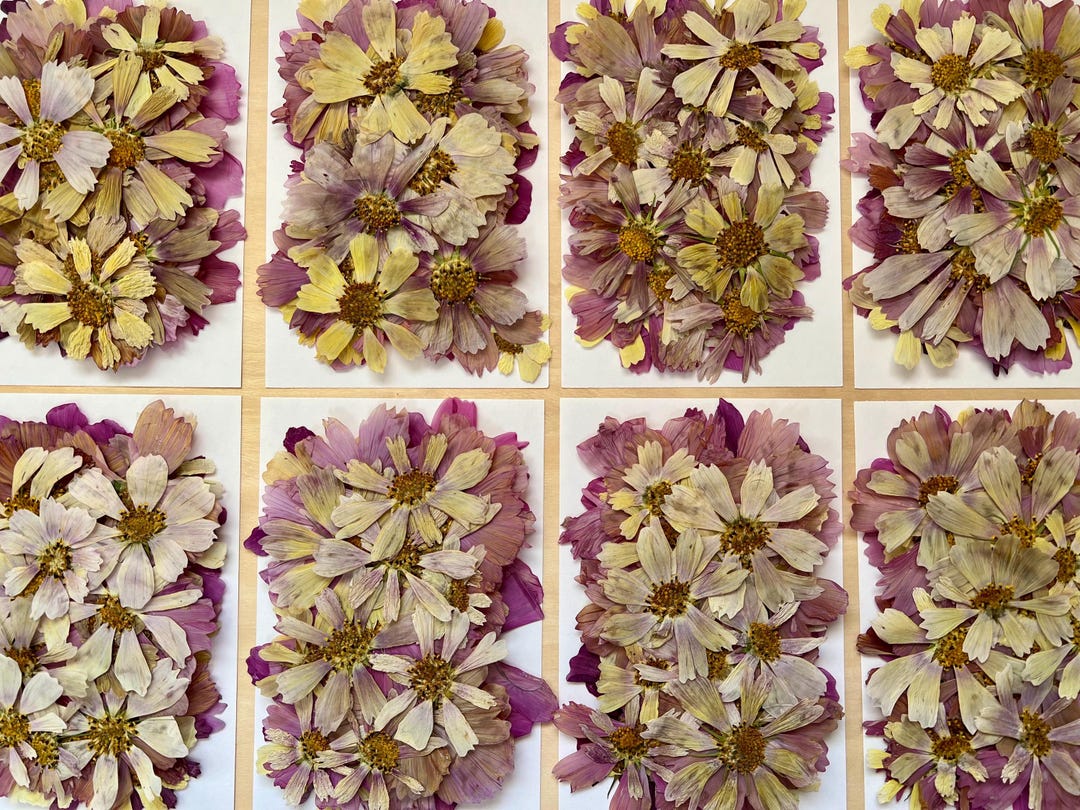 40 Pcs ‘cosmos’ *EDIBLE* Pressed Flowers & Herbs - Chemical Free ...