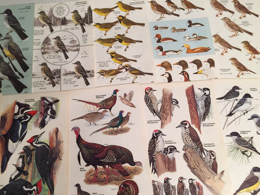 Vintage BIRD GUIDE Book Pages 16 Pgs Paper Ephemera Birds Art ...