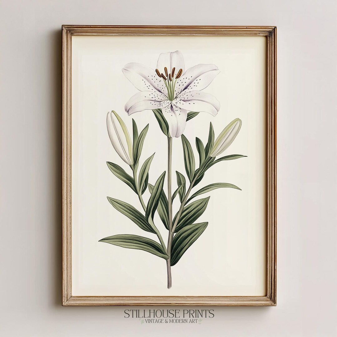 Vintage Botanical White Lily Print, Printable Floral Art, Antique ...