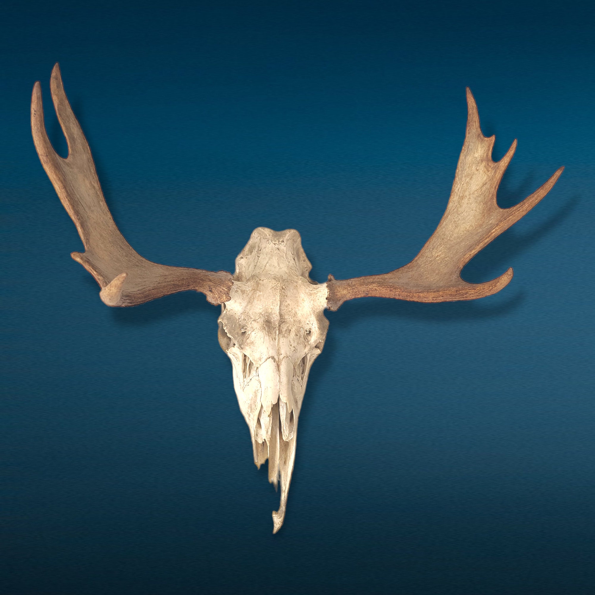 Real Vintage Bull Moose Skull With Rack. Not Synthetic!! - Etsy