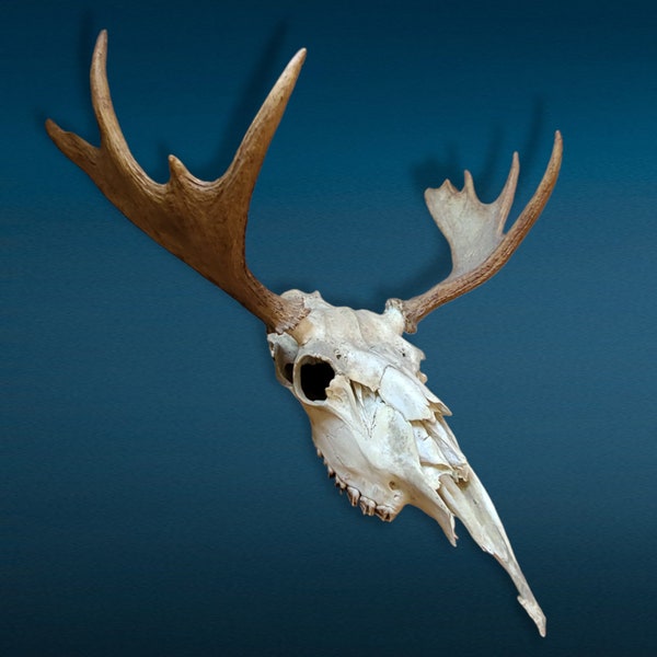 Real Moose Skull - Etsy