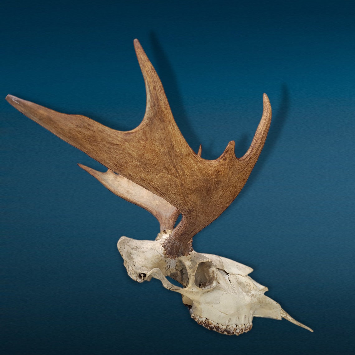 Real Vintage Bull Moose Skull With Rack. Not Synthetic!! - Etsy