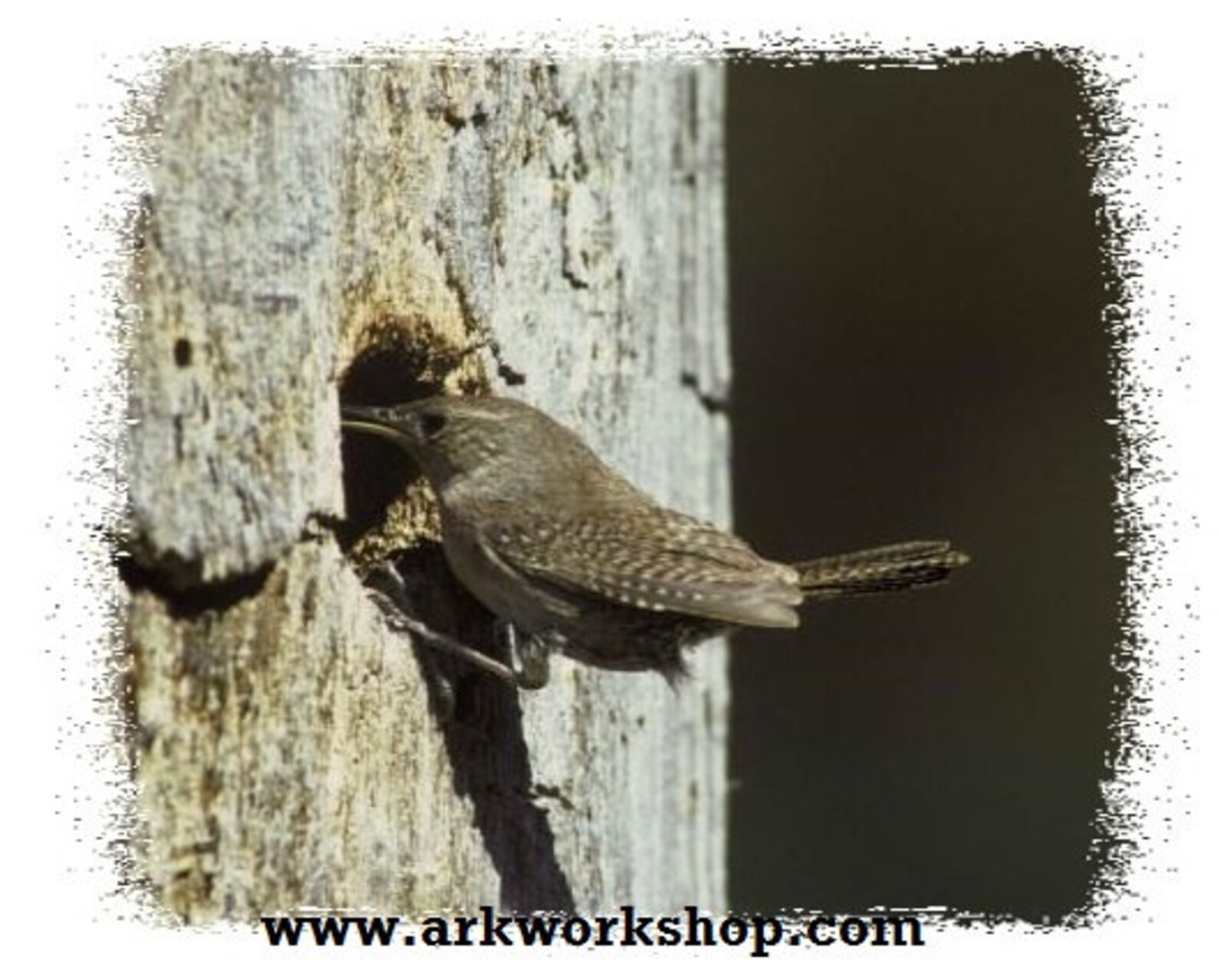 Ark Workshop WREN House 2 PACK Cedar Shelter Box Home for Wrens ...