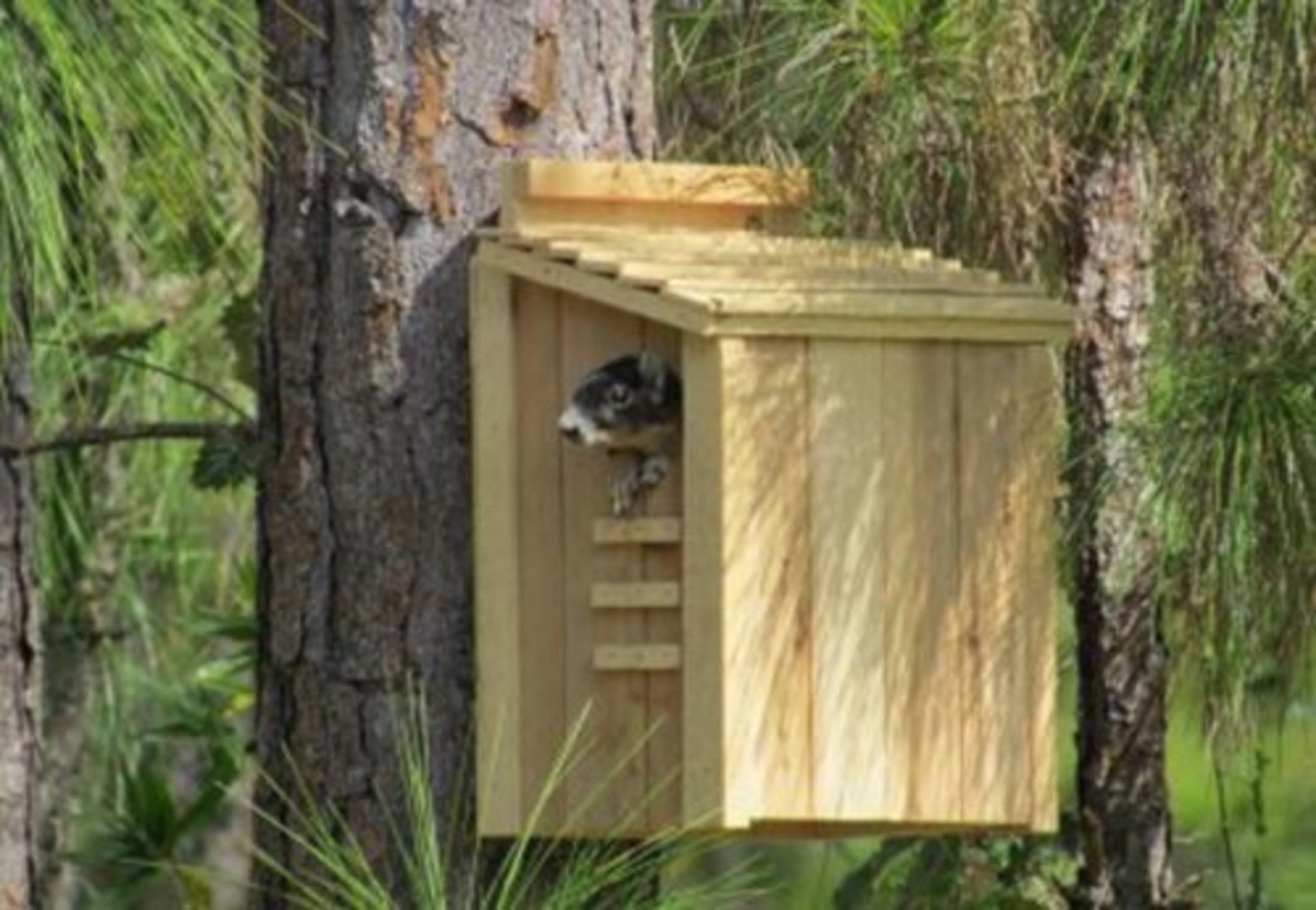 Ark Workshop Squirrel House cedar shelter box home with LEFT | Etsy
