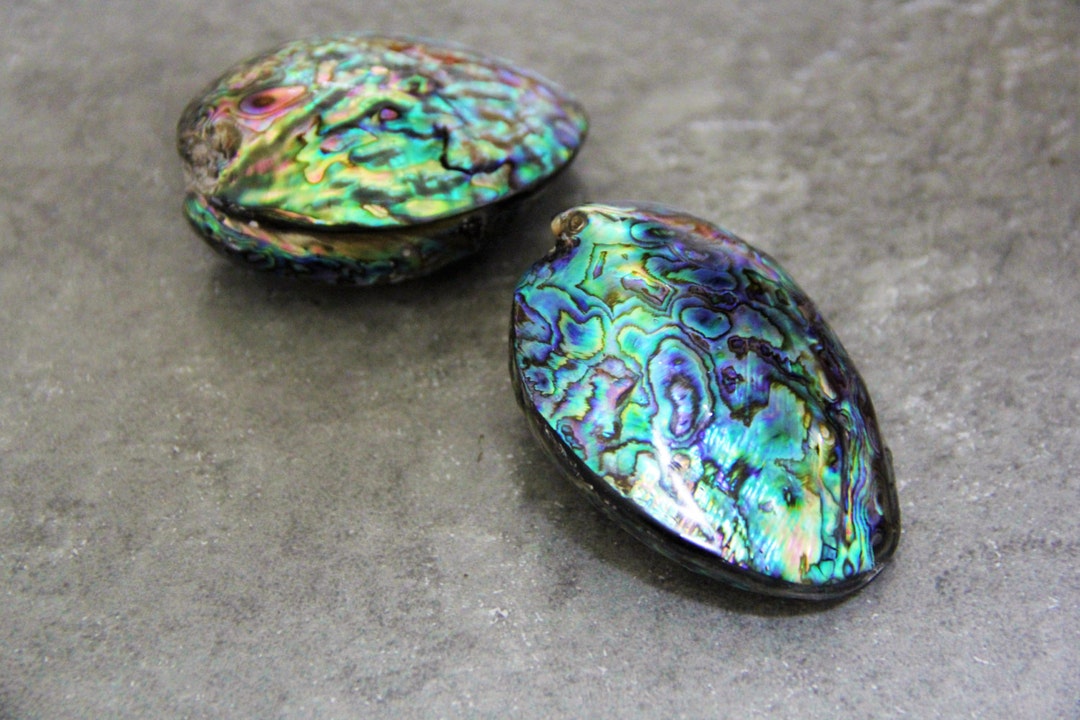 One Piece Abalone Shell 50x65mm Puffy Oval Shape - Etsy