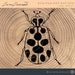 Lady Beetle SVG | Beetle SVG for Cricut | Silhouette | Laser Cut File ...