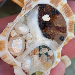 Preserved Snowflake Mermaid Charm Pendant Ornament Shell - Etsy