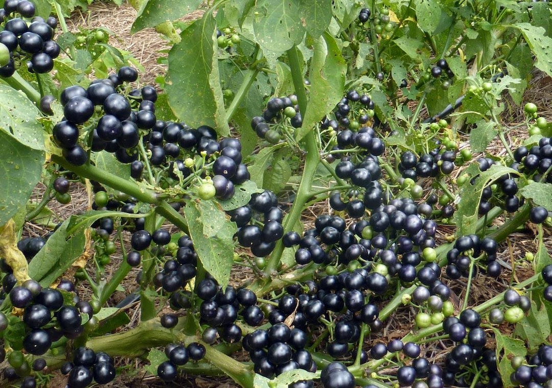 20+ Garden Huckleberry Seeds - Etsy