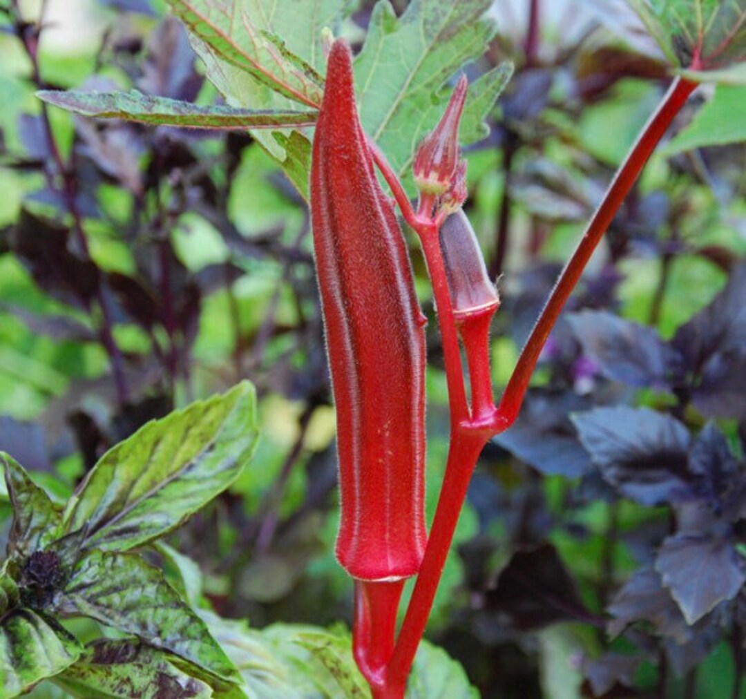 Jing Orange Okra Seeds - Etsy