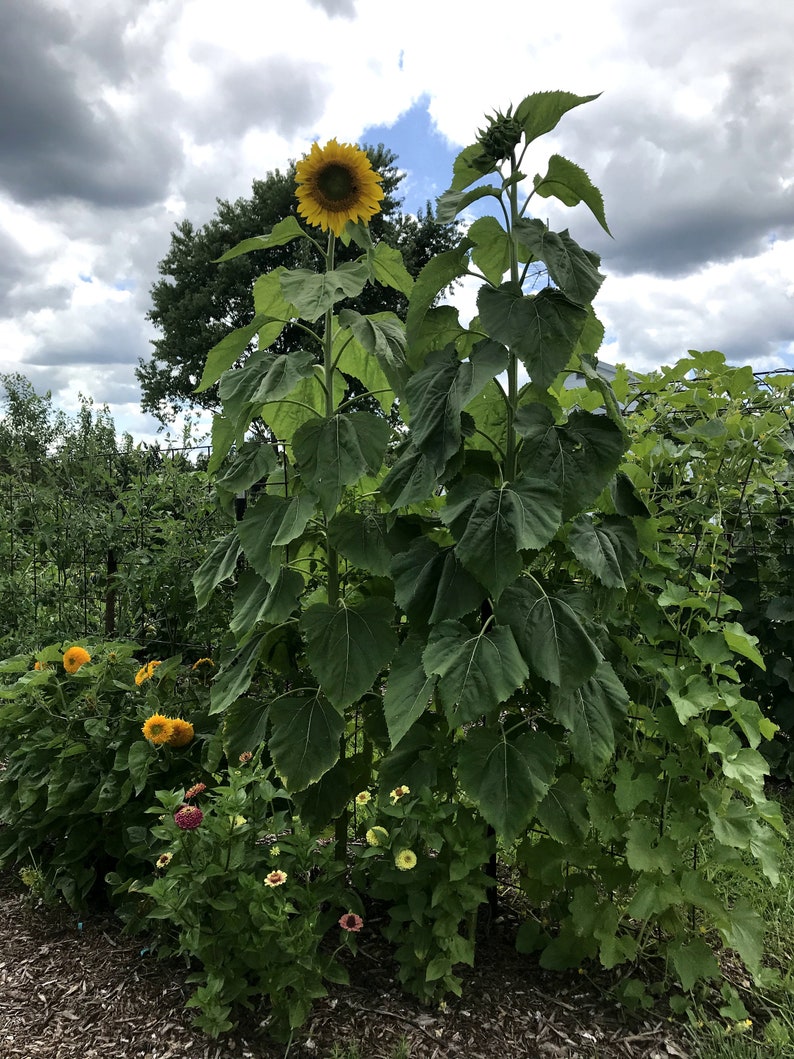 Mammoth Grey Striped Sunflower Seeds - Etsy