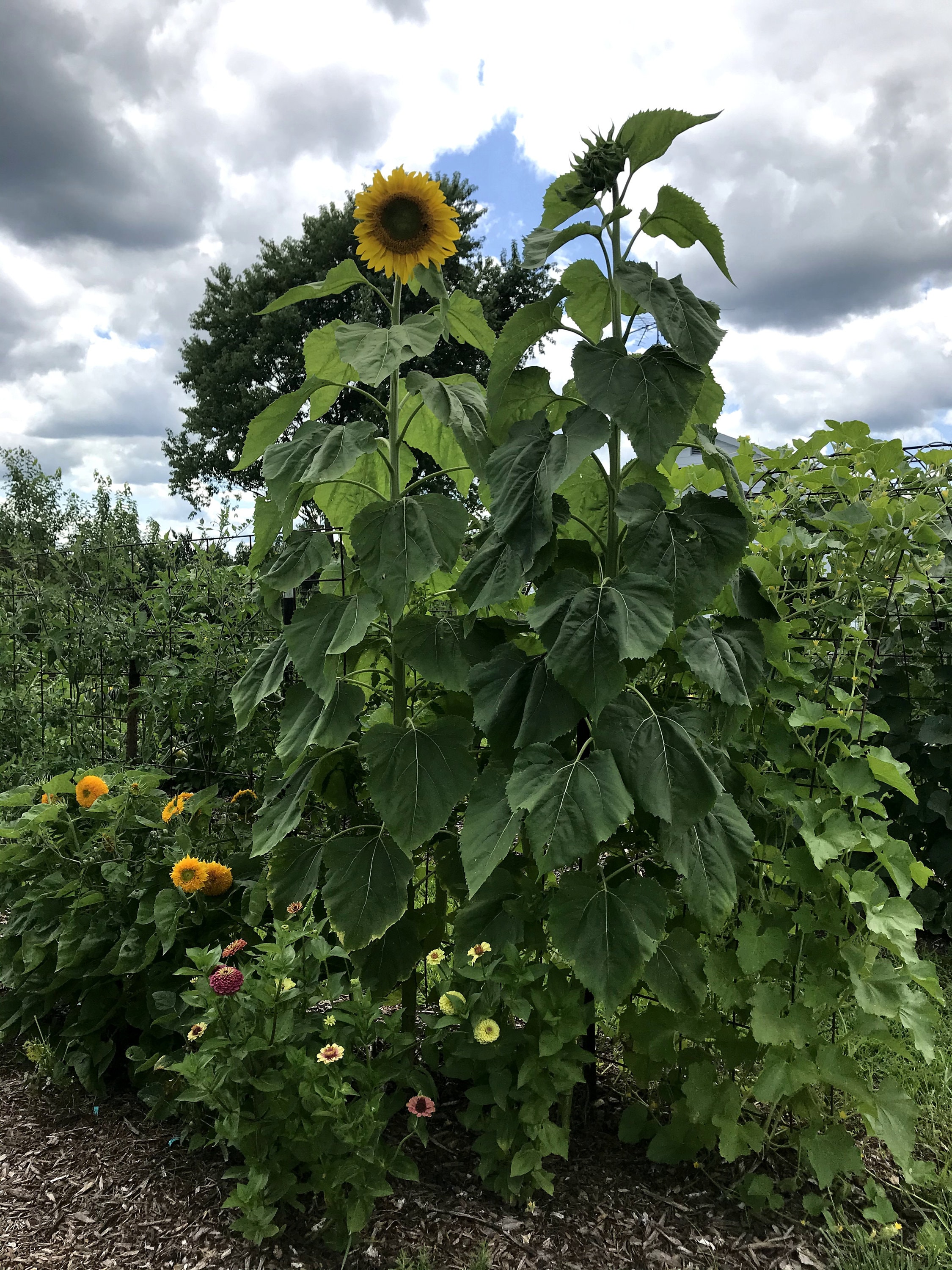 Mammoth Grey Striped Sunflower Seeds - Etsy Canada
