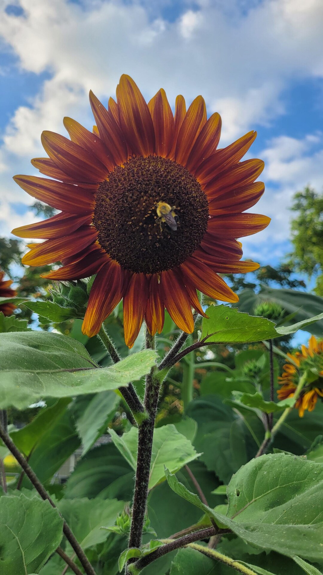20+ Seeds 2024 Multifora Sunflower Multi-branch Multi-flowering Yellow ...