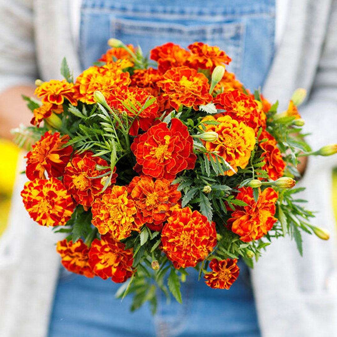 French Marigold Mix Seeds - Minimum of 20 Seeds - Produce Large 18 ...