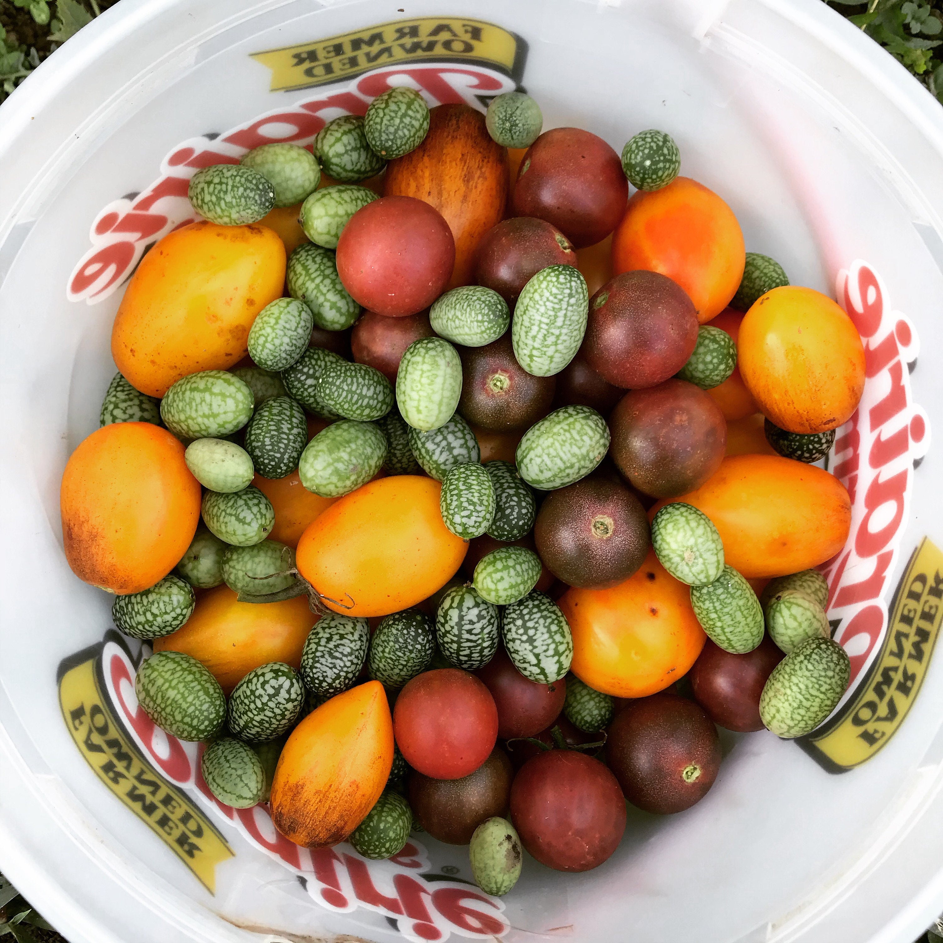 Atomic Sunset Grape Tomato Seeds From My 2021 Garden - Etsy