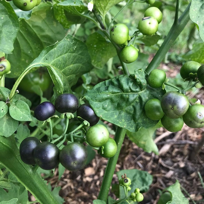 20+ Garden Huckleberry Seeds - Etsy