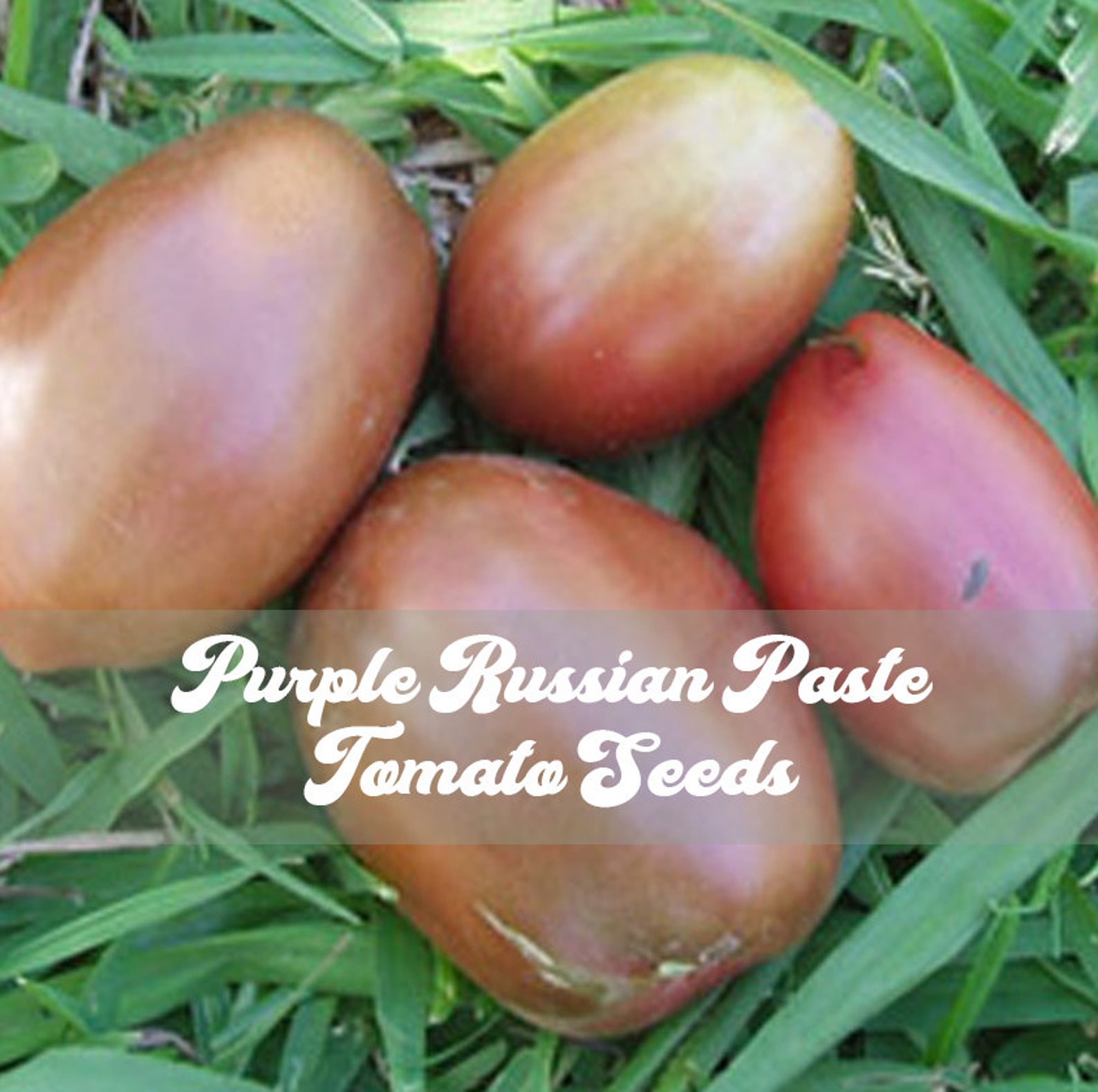 Purple Russian Paste Tomato Seeds - Etsy